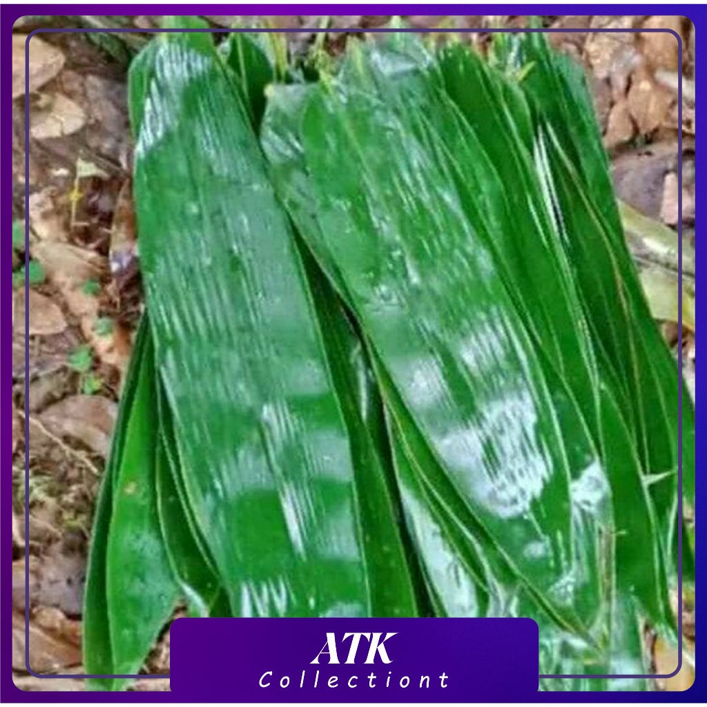 Jual daun bambu jumbo bungkus bakcang / daun bacang 100 lembar | Shopee ...
