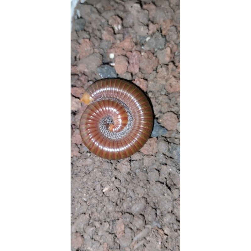 Jual Brown big Millipede striped leg, Luwing, panjang 15cm | Shopee ...