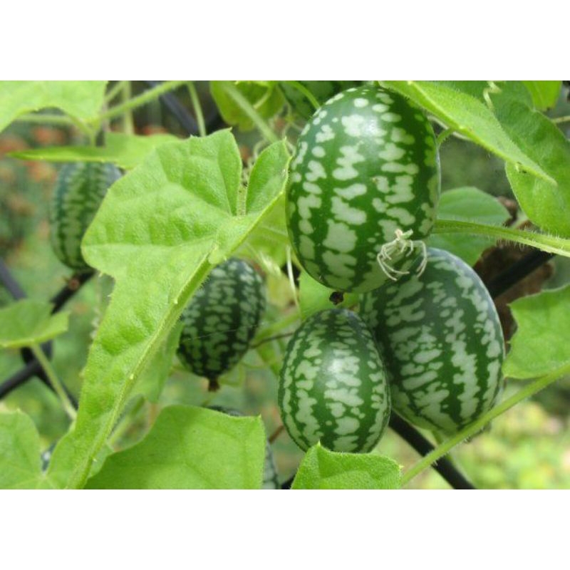 Jual BENIH/BIJI BUAH CUCAMELON/MELOTHARIA SCABRA (5 butir) | Shopee ...