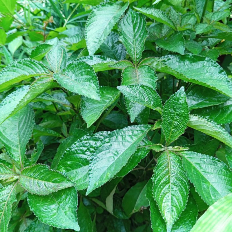 Jual Daun keji beling atau pecah beling segar 250 Gram | Shopee Indonesia