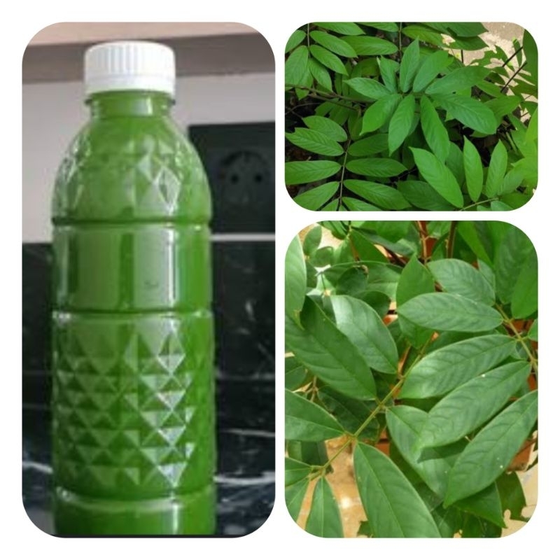 Jual Pestisida organik / air daun tuba - perasaan air tuba 600 ml-az ...