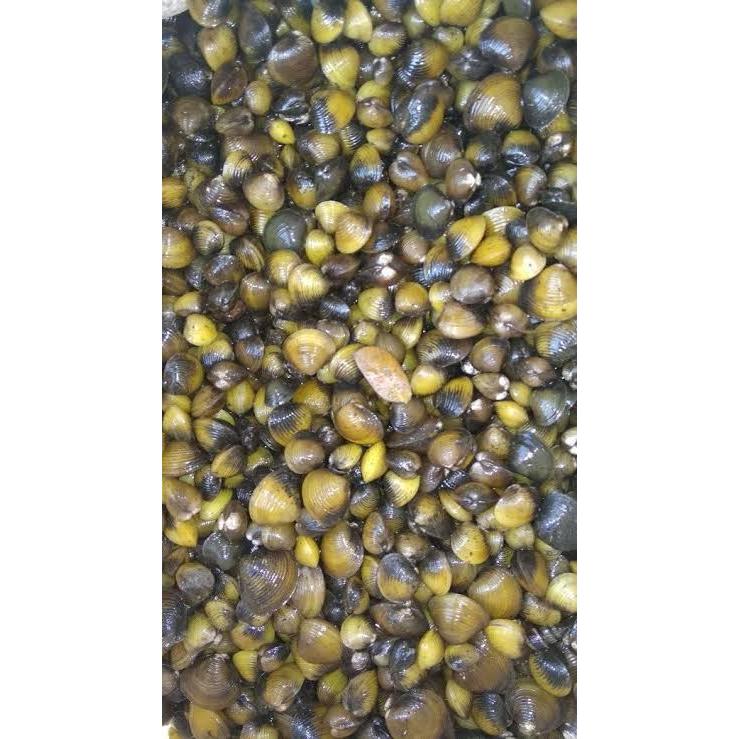 Jual remis /haremis/kerang kuning 100 gr (dengan cangkang) | Shopee ...