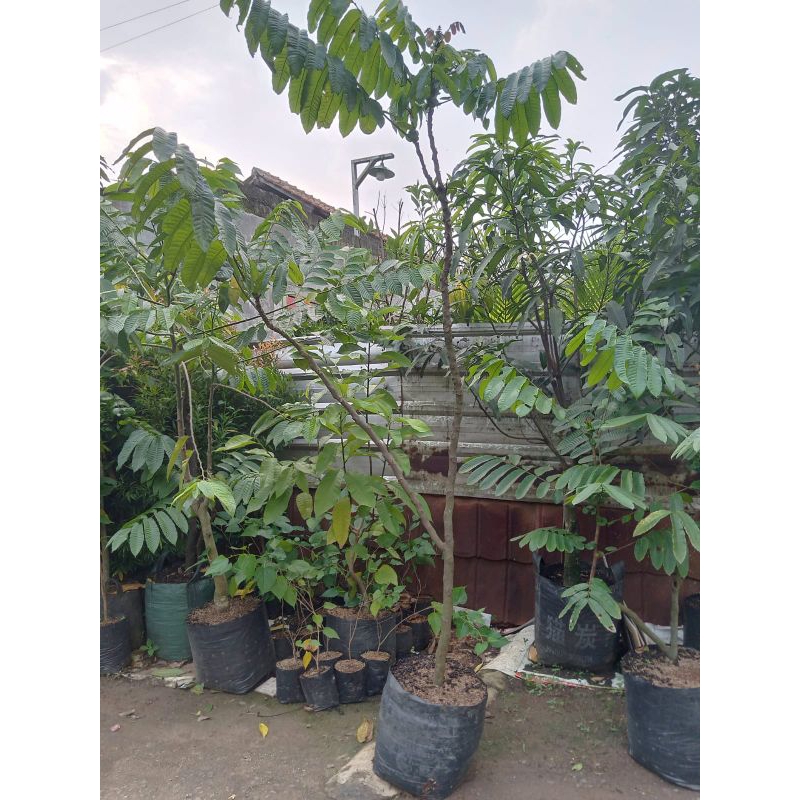 Jual Paket 2 pohon matoa tinggi 2meter | Shopee Indonesia