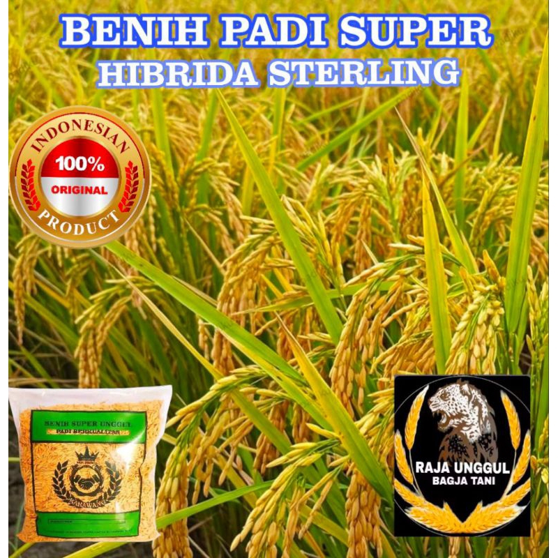 Jual BENIH PADI HIBRIDA STERLING KUALITAS SUPER UNGGUL KEMASAN 1KG ...