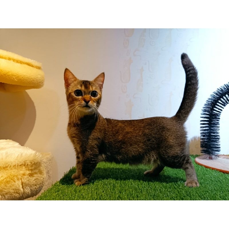 Jual KUCING KITTEN MUNCHKIN SEHAT KUCING GEMBUL LUCU BETINA WARNA ...