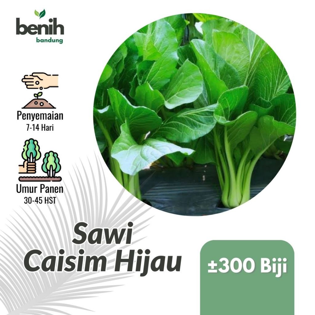 Jual 300 Benih Sawi Caisim Hijau Bibit Sayuran Sosin Batang Besar ...