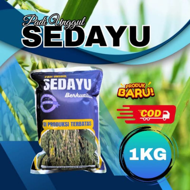 Jual BENIH PADI UNGGUL SEDAYU KEMASAN 1KG 100% ORIGINAL | Shopee Indonesia
