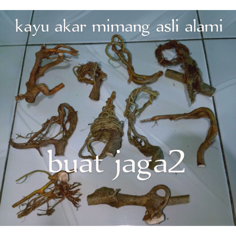 Jual kayu mimang asli alami alam koleksi dan laenya | Shopee Indonesia