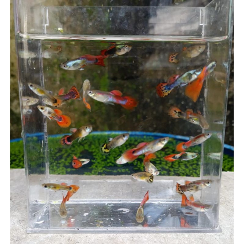 Jual ikan Guppy ekor merah paket 10ekor mudah berkembang biak | Shopee Indonesia