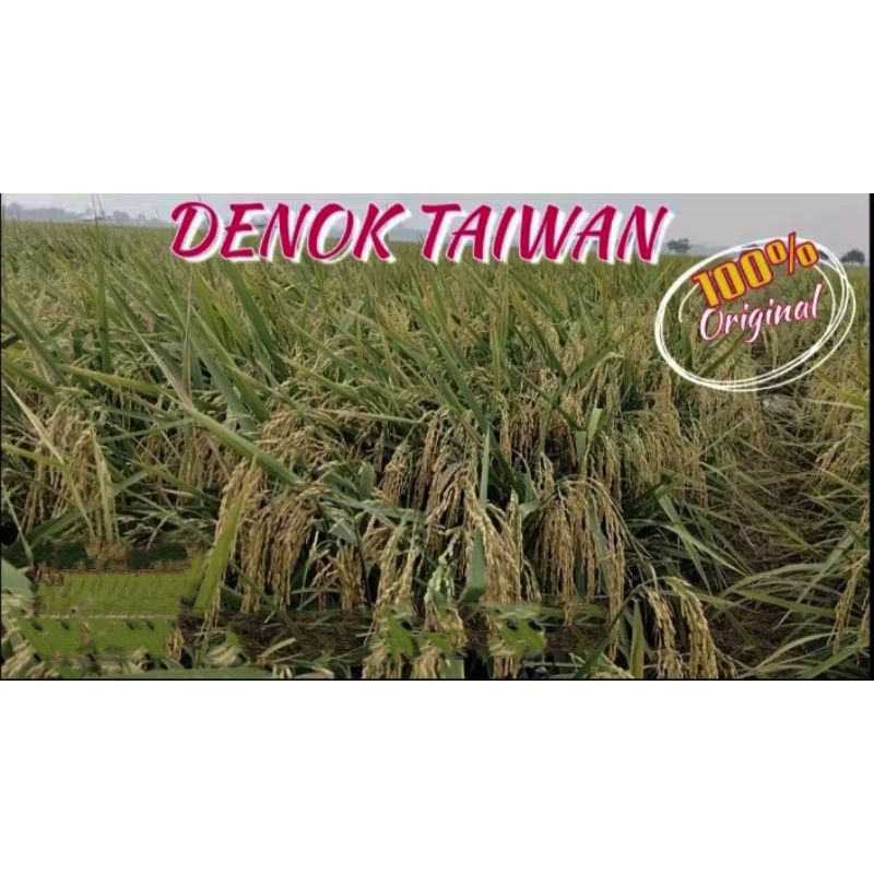 Jual benih padi DENOK TAIWAN berkwalitas kemasan 5kg | Shopee Indonesia