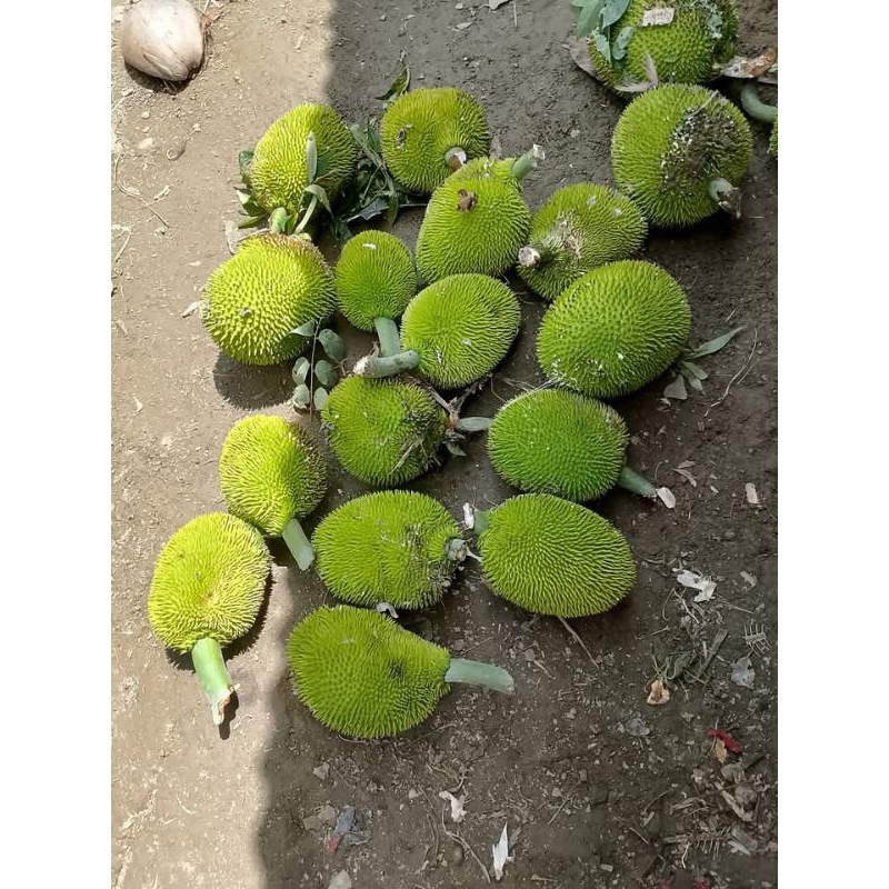 Jual buah kluweh/kluwih/timbul bahan sayur 2 biji | Shopee Indonesia