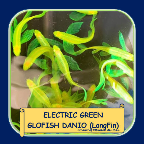 Jual IKAN HIAS AIR TAWAR - DANIO SLAYER ELECTRIC GREEN / ELECTRIC GREEN ...