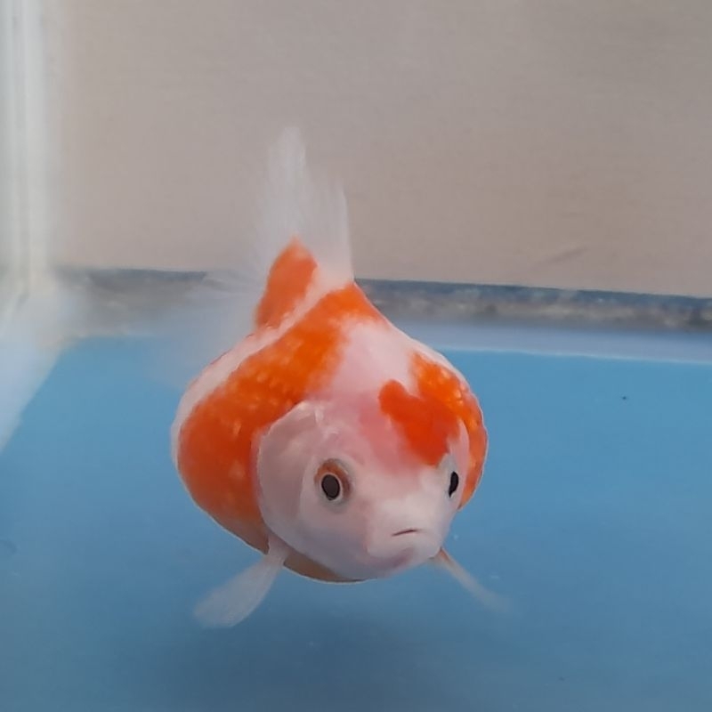 Jual ikan mas koki mutiara sakura | Shopee Indonesia