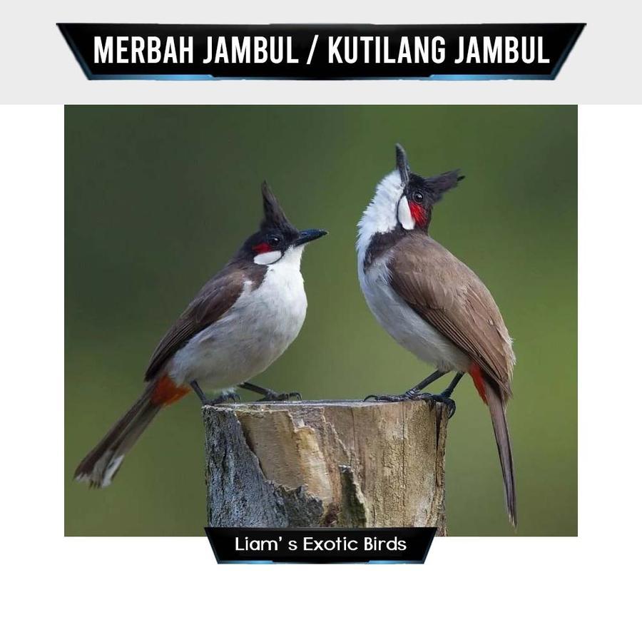 Jual Burung Merbah Jambul Kutilang Malaysia Jambul Pilihan Sepasang ...