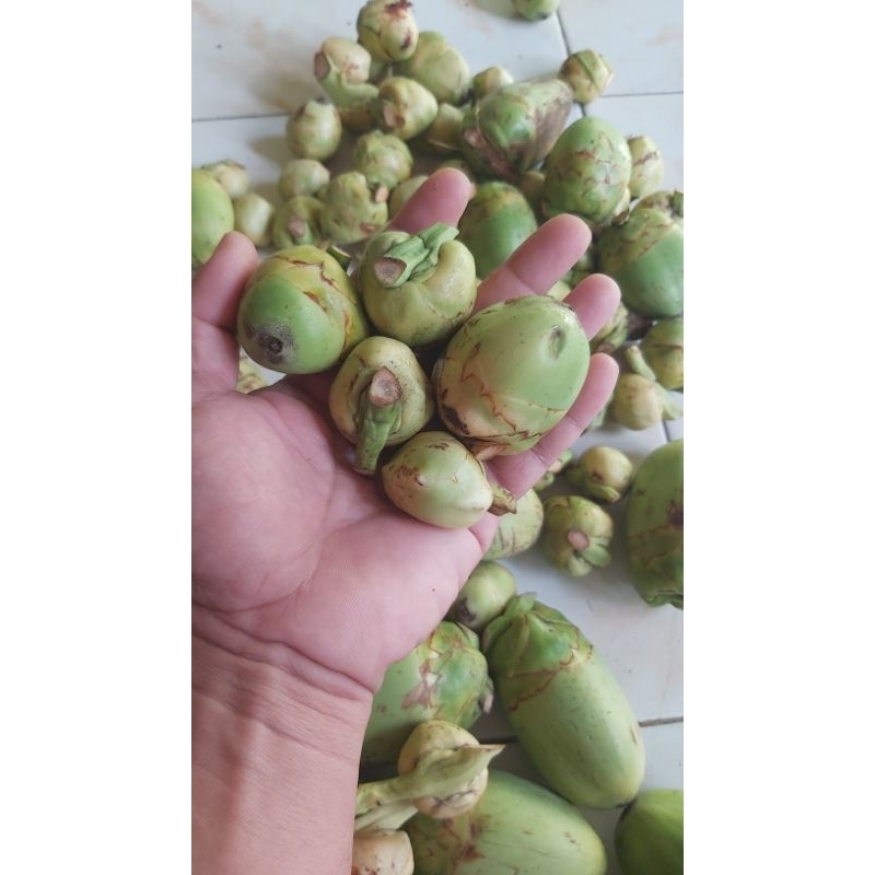 Jual tembuluk beluluk bluluk kelapa kecil fresh segar obat diabetes dan ...