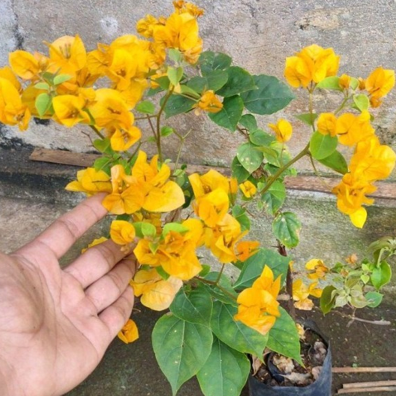Jual BUGENVIL GOLDEN ROSE ORIAN | BUNGA BOUGENVILLE GOLDEN RUSH SIAP ...