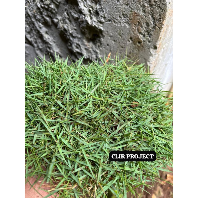 Jual Rumput Jepang/Peking Ukuran 1 Lempeng ( 10 × 10 cm ) Cocok Untuk ...