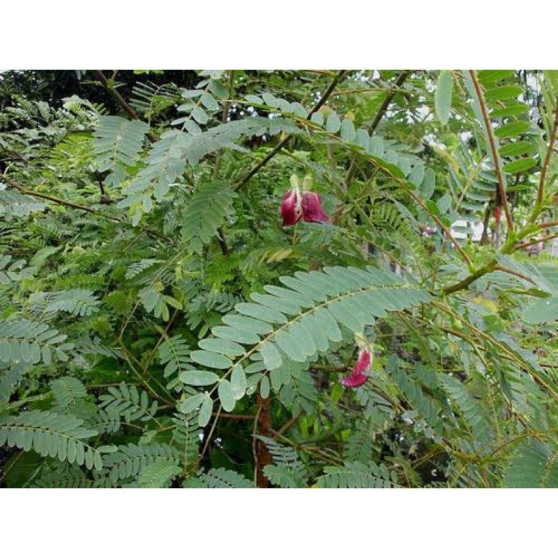 Jual daun turi merah 100 grm | Shopee Indonesia