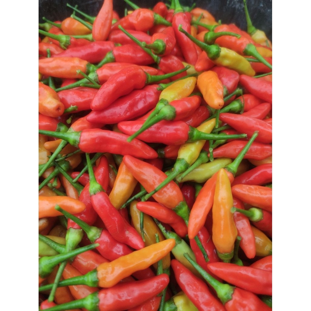 Jual CABAI RAWIT SUPER (ROKET/KALIBER) FRESH 1 KG | Shopee Indonesia