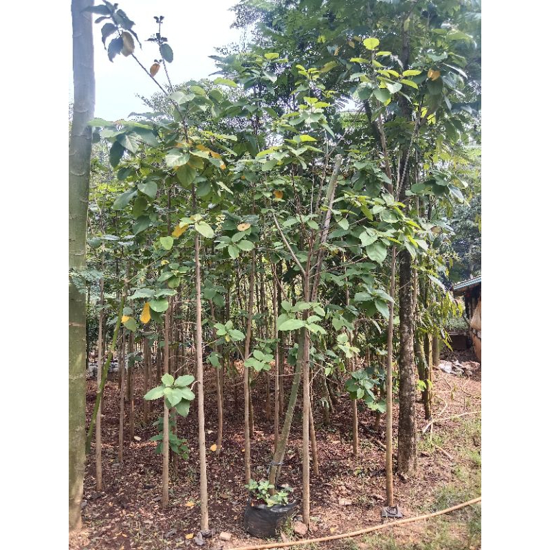 Jual Pohon jati mas 3 meter - tanaman peneduh | Shopee Indonesia