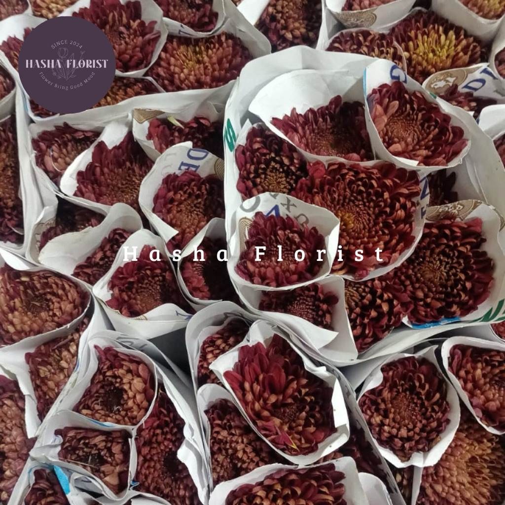 Jual Bunga Krisan Fresh 10 TANGKAI ( Bunga Potong Segar Jakarta ) - By ...