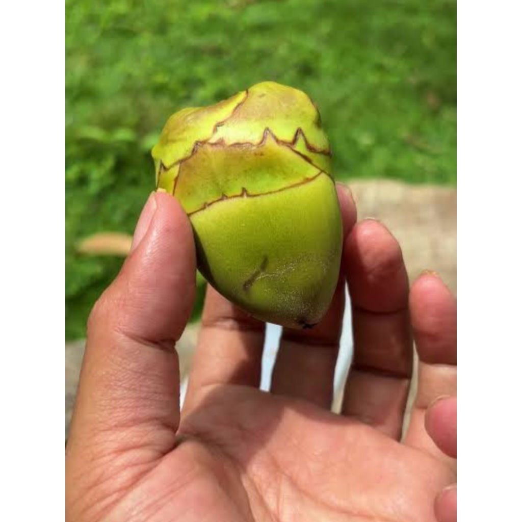 Jual Beluluk Kelapa hijau segar / tembuluk kelapa per 10 pcs | Shopee ...