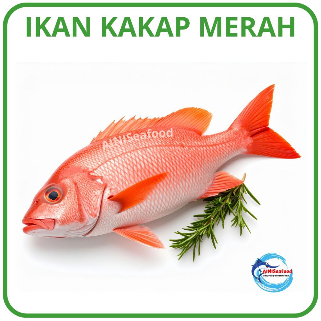 Jual Ikan Kakap Merah Segar Red Snapper Fresh Fish | Shopee Indonesia