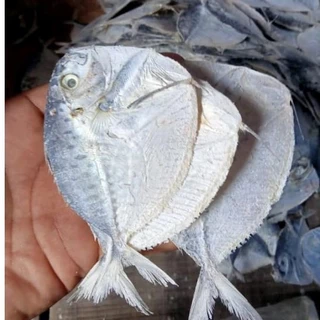 Jual Ikan Etem Terlengkap & Harga Terbaru Maret 2026 | Shopee Indonesia