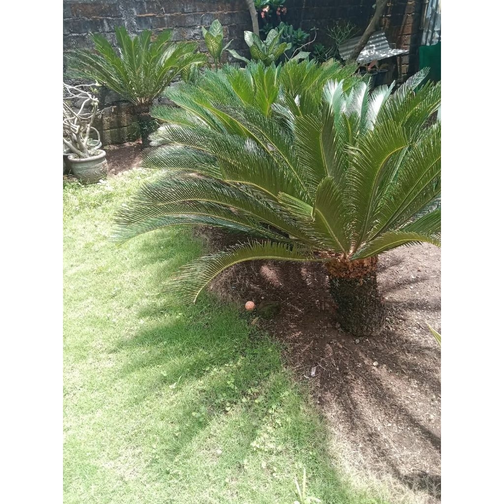Jual sikas/mawar jambe batang jumbo cocok untuk taman | Shopee Indonesia