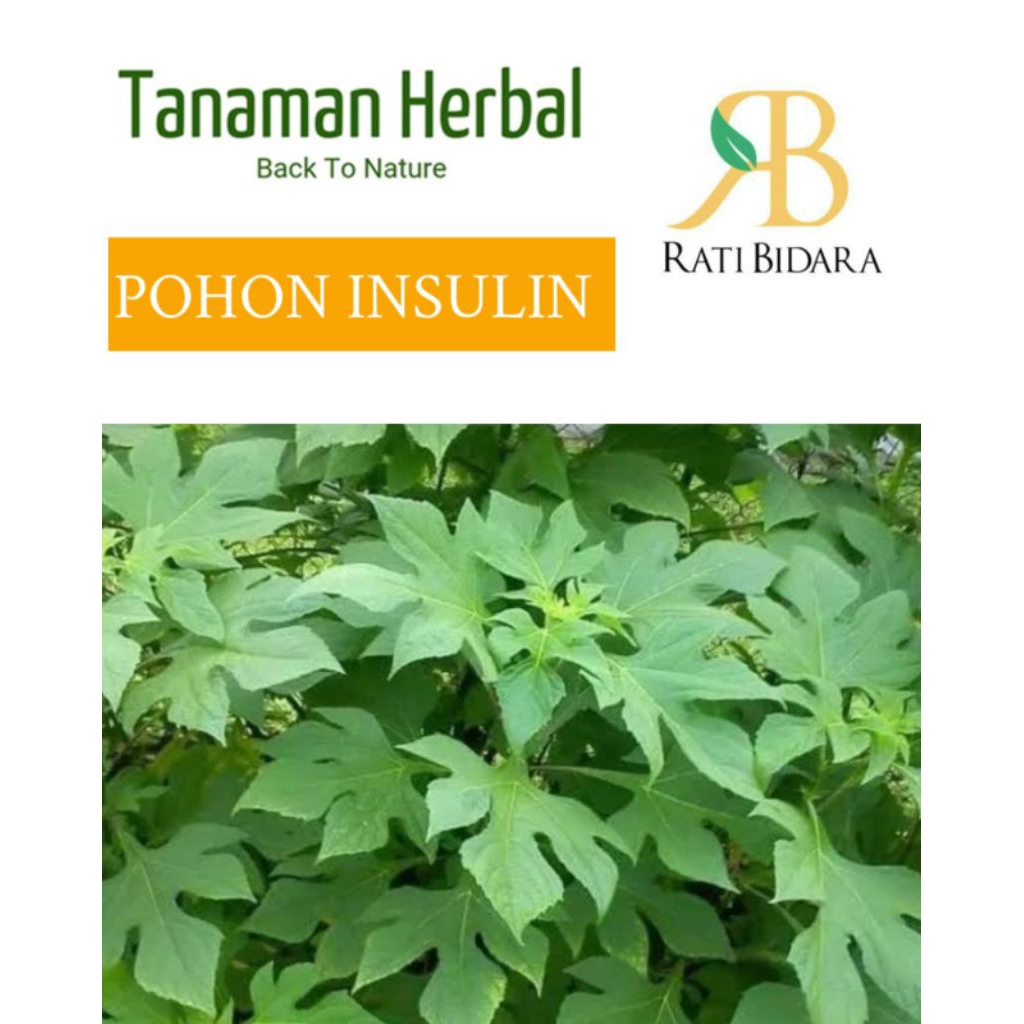 Jual Pohon Insulin (Smallanthus sonchifolius) | Shopee Indonesia