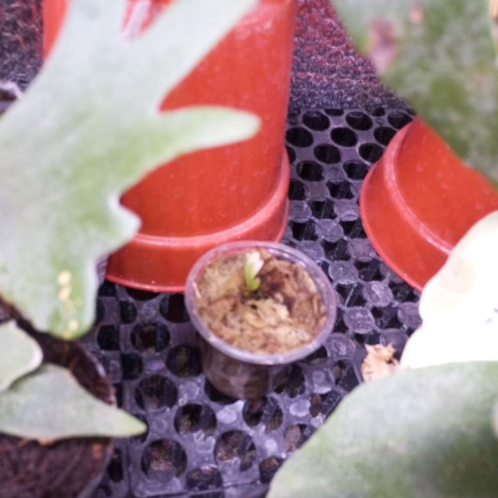 Jual Platycerium Bac dan AR Nets Plant | Shopee Indonesia