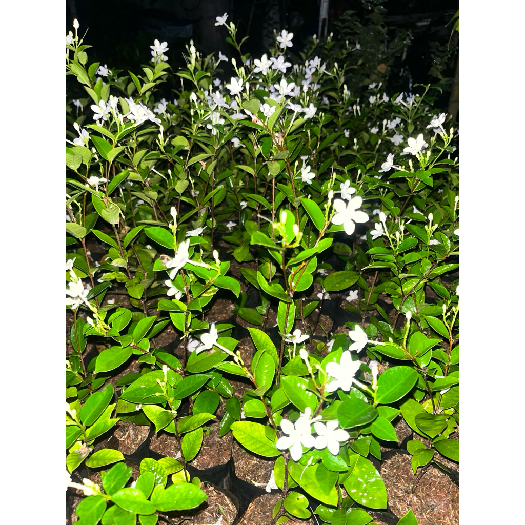 Jual Tanaman Hias Melati Jasmin / Tanaman Bunga Melati Jasmin Harum ...