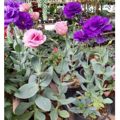 Jual Tanaman Bunga Lisianthus / Mawar Tanpa Duri / Eustoma Grandiflorum ...