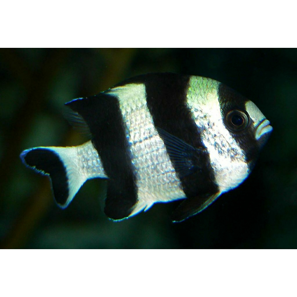 Jual IKAN HIAS LAUT BETOK JEBRA | Shopee Indonesia