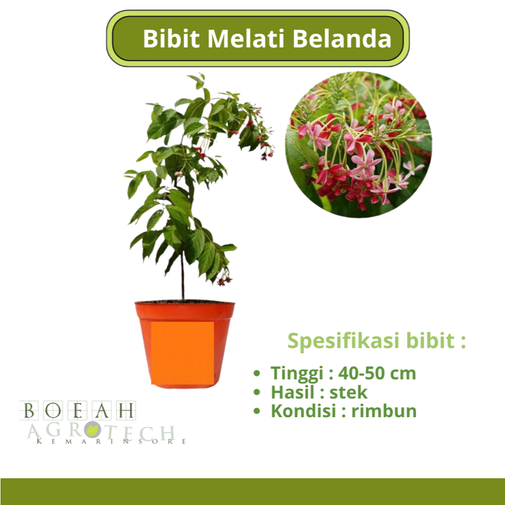 Jual Bibit Melati Belanda/Tanaman Hias Melati Belanda Rambat | Shopee ...