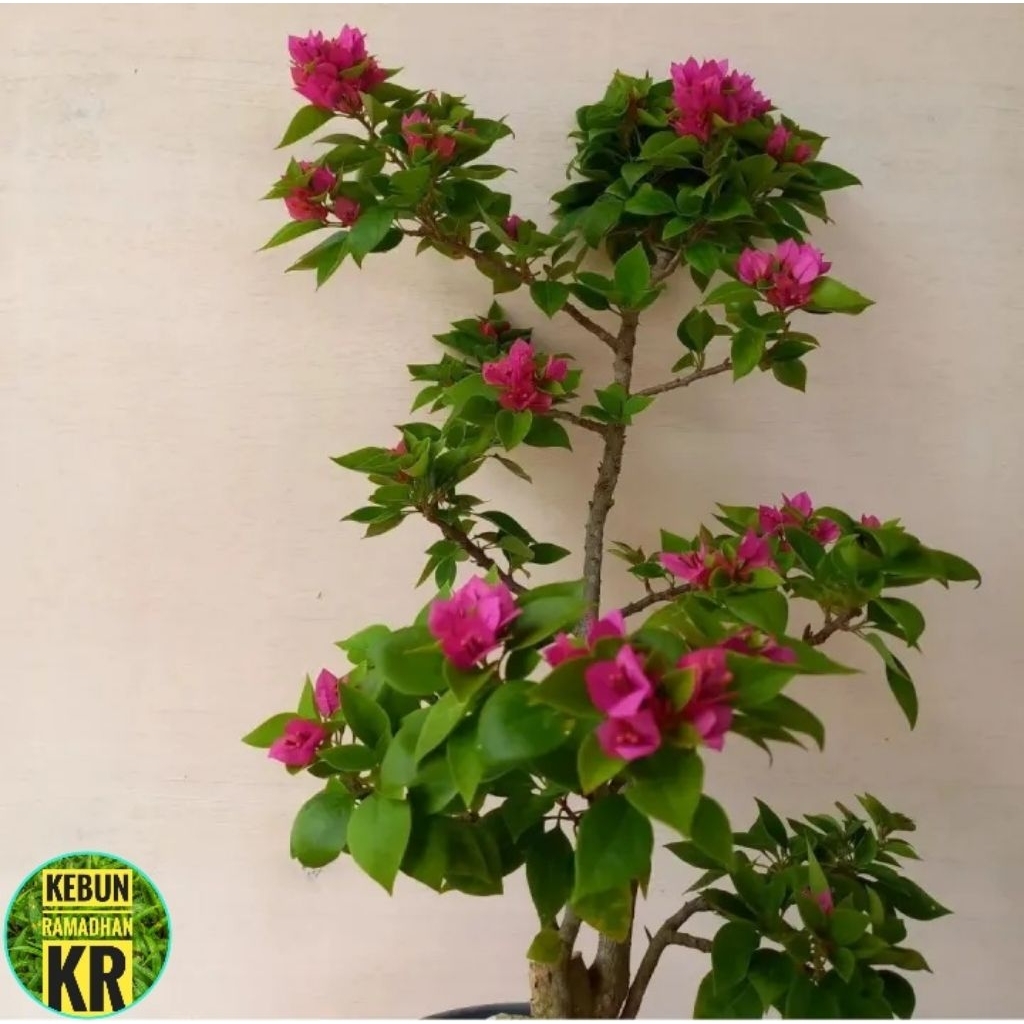Jual Tanaman Hias Bisa Cod Bunga Kertas Bunga Bugenfil Tanaman Siap
