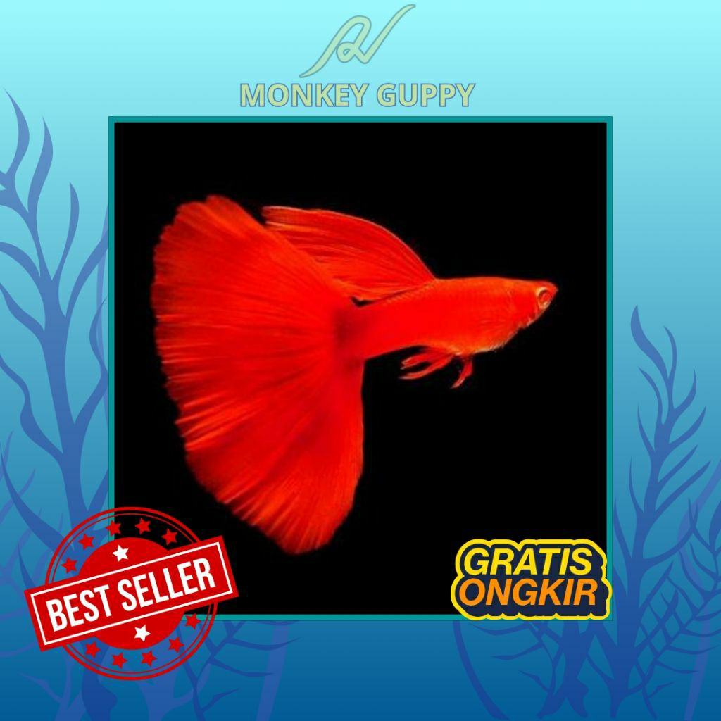 Jual Akuarium Guppy Albino Full Red - Aman | Shopee Indonesia