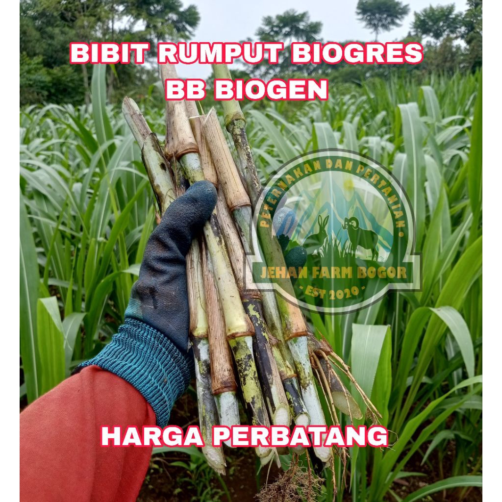 Jual BIBIT RUMPUT BIOGRESS BB BIOGEN PAKAN TERNAK UNGGUL PERBATANG STEK ...