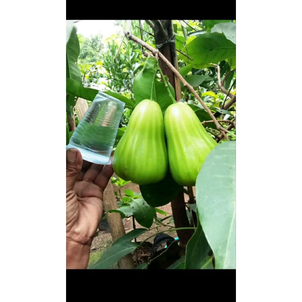 Jual jambu air Green Giant Valid. | Shopee Indonesia