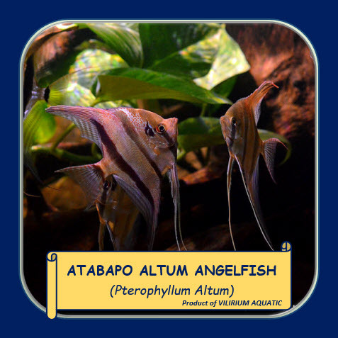 Jual IKAN HIAS AIR TAWAR - ANGELFISH ALTUM ATABAPO / MANFISH ALTUM ...