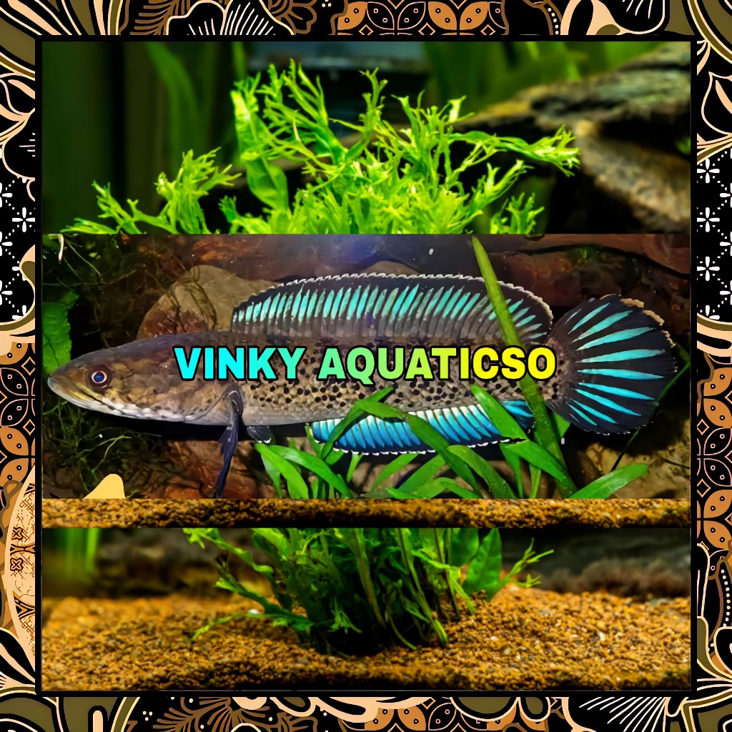 Jual HIASAN CHANNA GABUS SNAKEHEAD STEWARTI KARBIANGLONG XHANTIC FULL ...