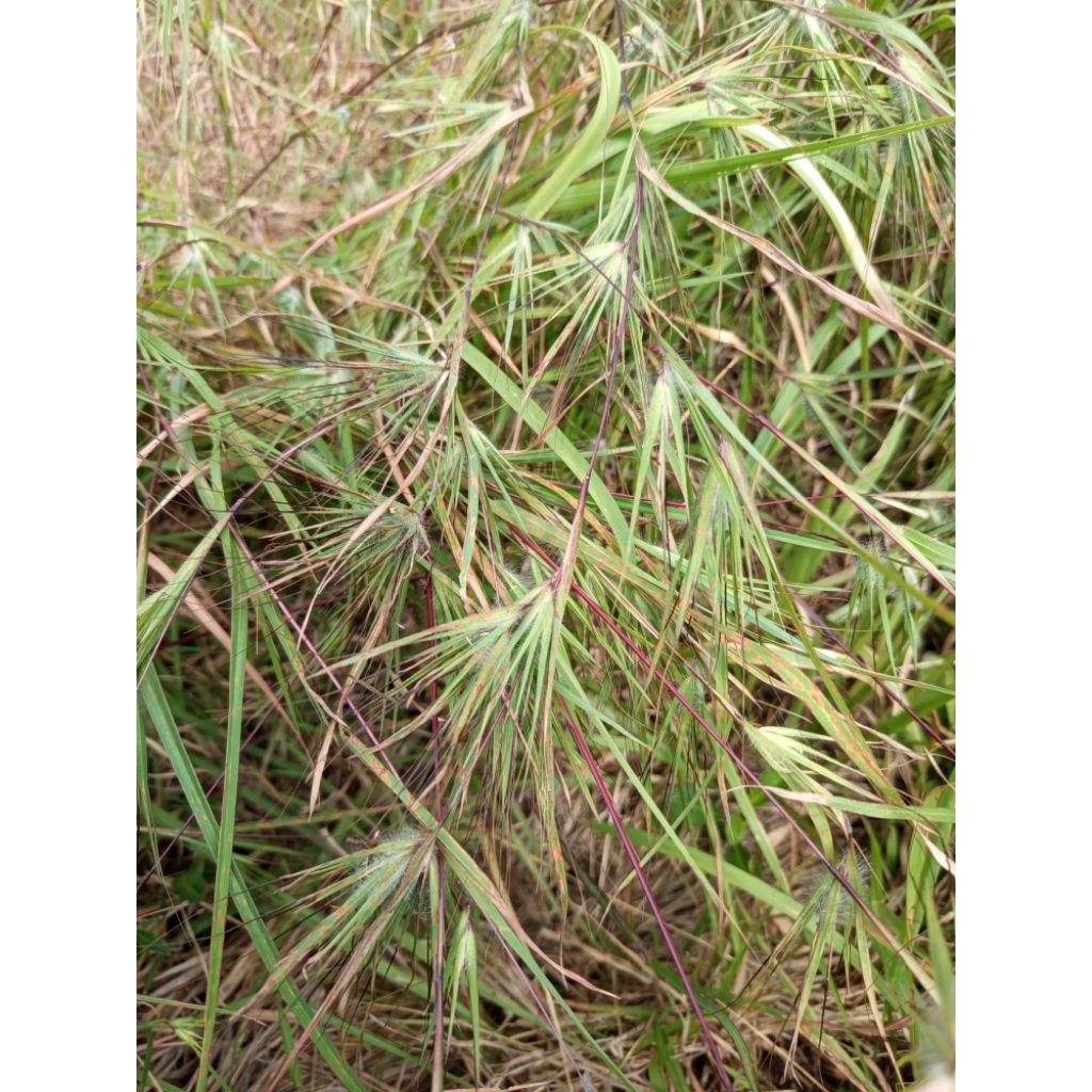 Jual Rumput Merakan Rumput Bulu Prindu Atau Rumput bujang segar asli ...