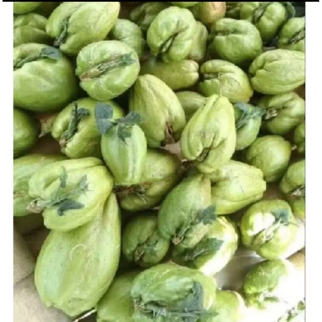 Jual Bibit Labu Siam jumbo super original (Asli Garut) | Shopee Indonesia