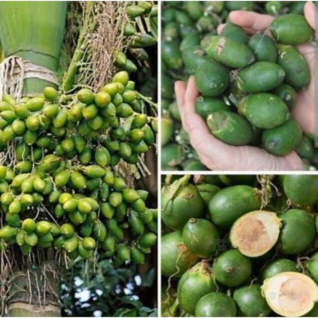Jual pinang muda 500grm fresh | Shopee Indonesia
