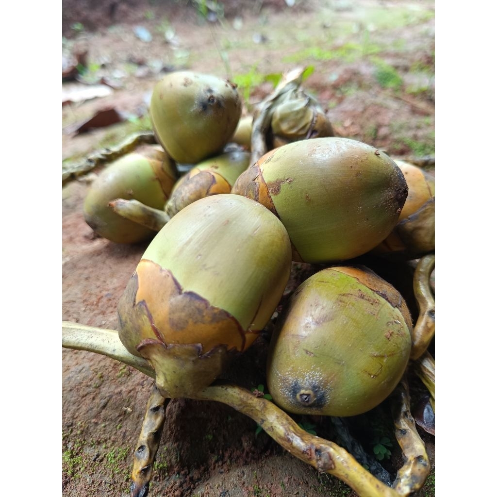 Jual 10 buah Beluluk kelapa Fresh obat diabetes kuning/hijau | Shopee ...