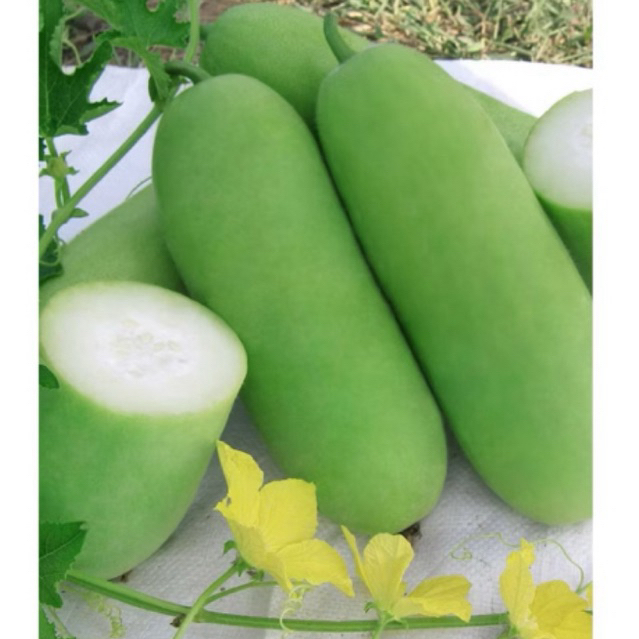 Jual buah bligo,buah kundur,buah blonceng,benih labu putih blonceng ...