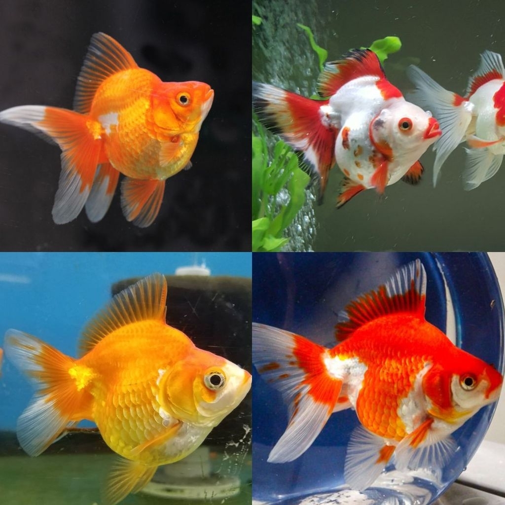 Jual Ikan Hias Koki Ryukin Size M Koki Tosa RW Dan Yellow Ryukin ...
