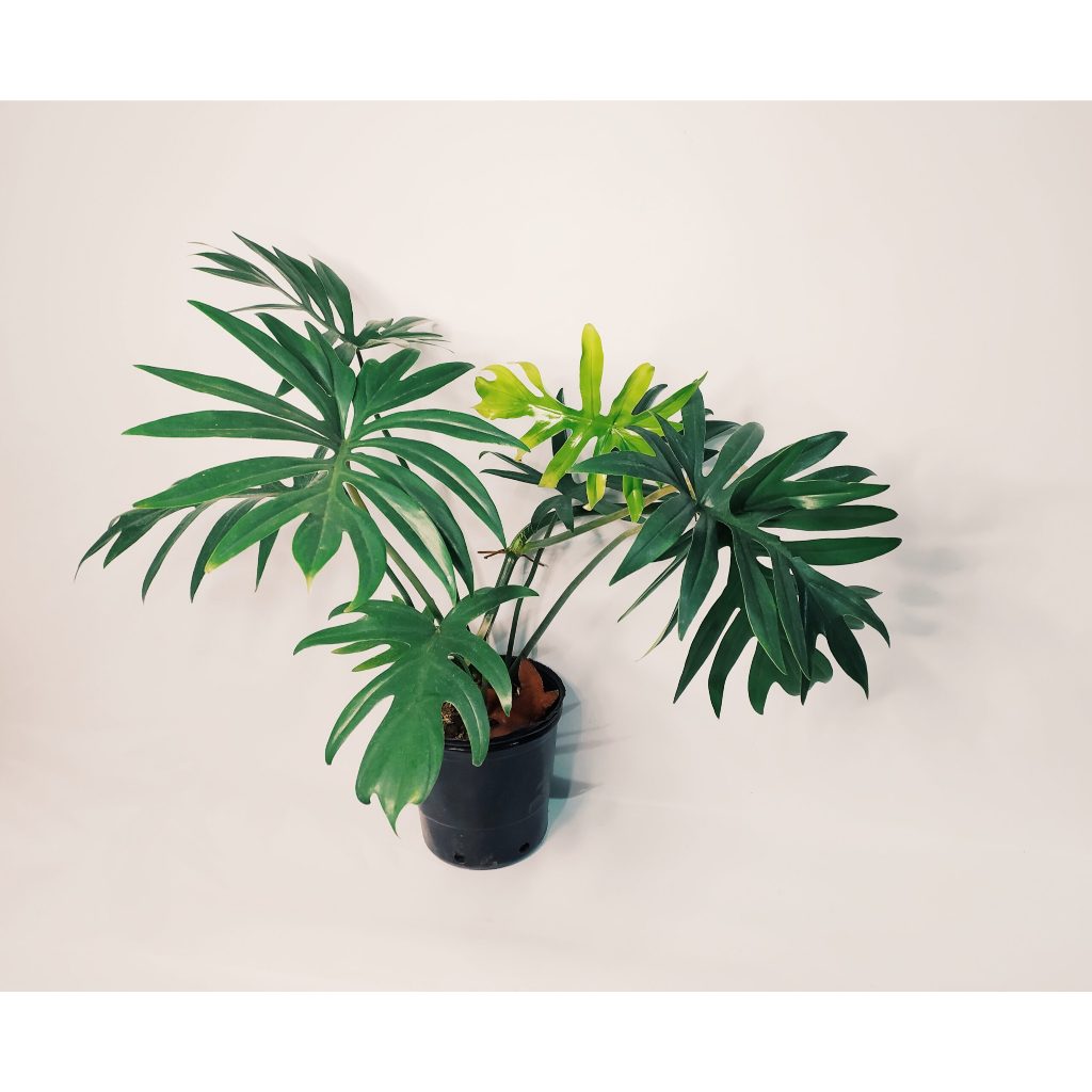 Jual Philo Elegans (3kg) pot+turus | Shopee Indonesia