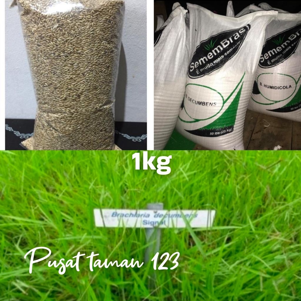Jual terbaru!! benih rumput pakan ternak 1kg - signal grass/Brachiaria ...