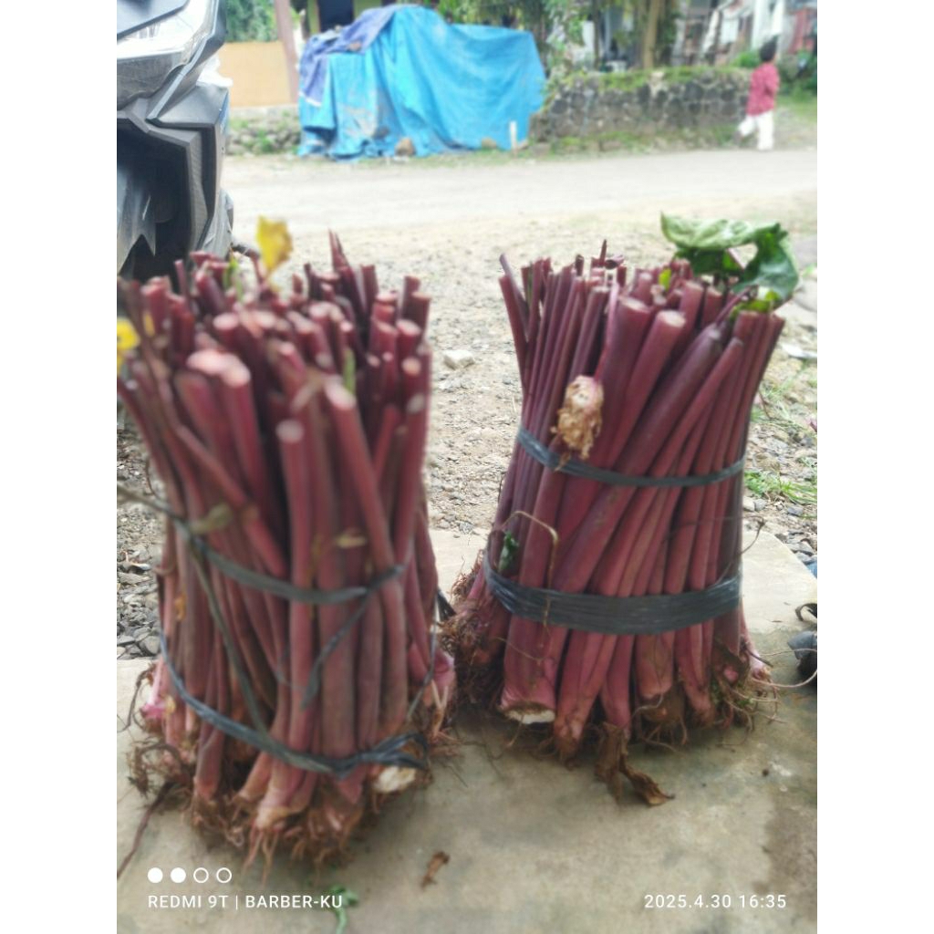 Jual bibit talas ungu bogor/Pratama 3 asli,unggul,satuan | Shopee Indonesia